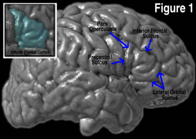 Inferior Frontal Cortex
