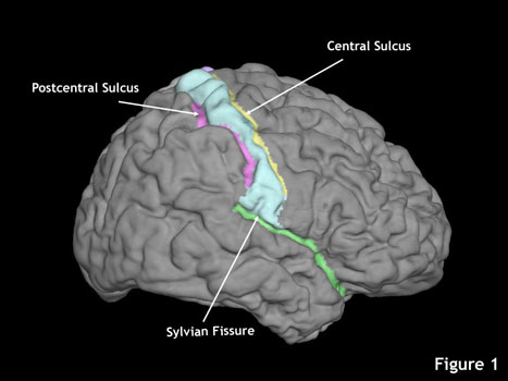 Postcentral Sulcus