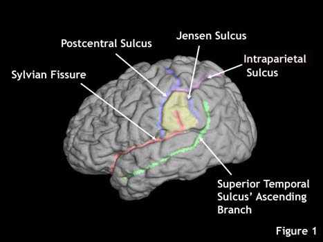 Intraparietal Sulcus Location